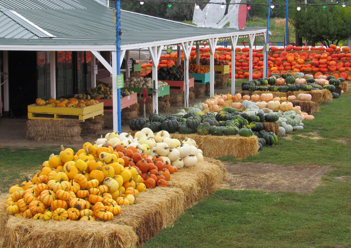Wilkerson Farm | Summer CSA | Corn Maze & Fall Fair